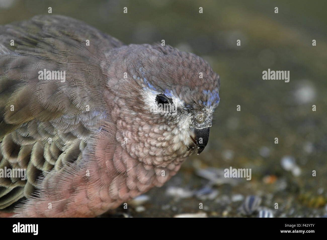 Bourkes parrot hi-res stock photography and images - Alamy