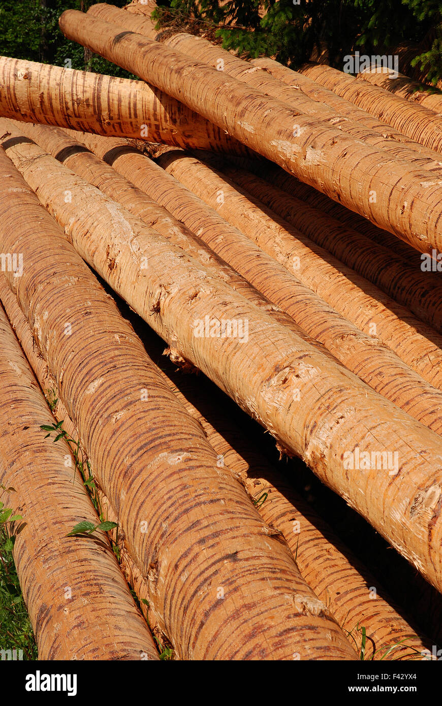 Timber tree hi-res stock photography and images - Alamy