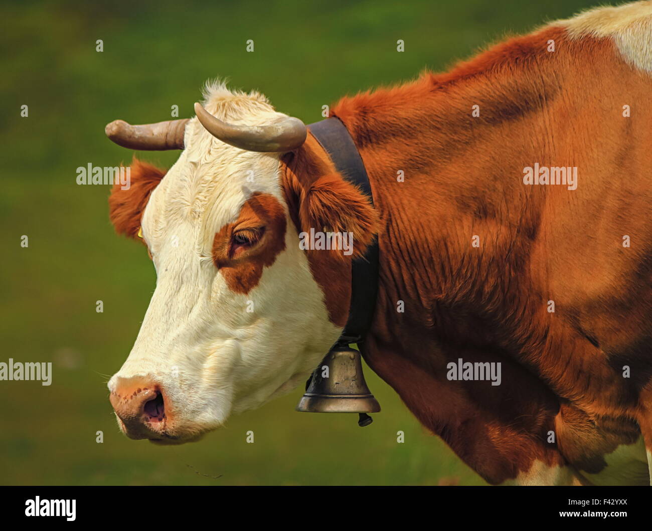 Bell cow hi-res stock photography and images - Alamy