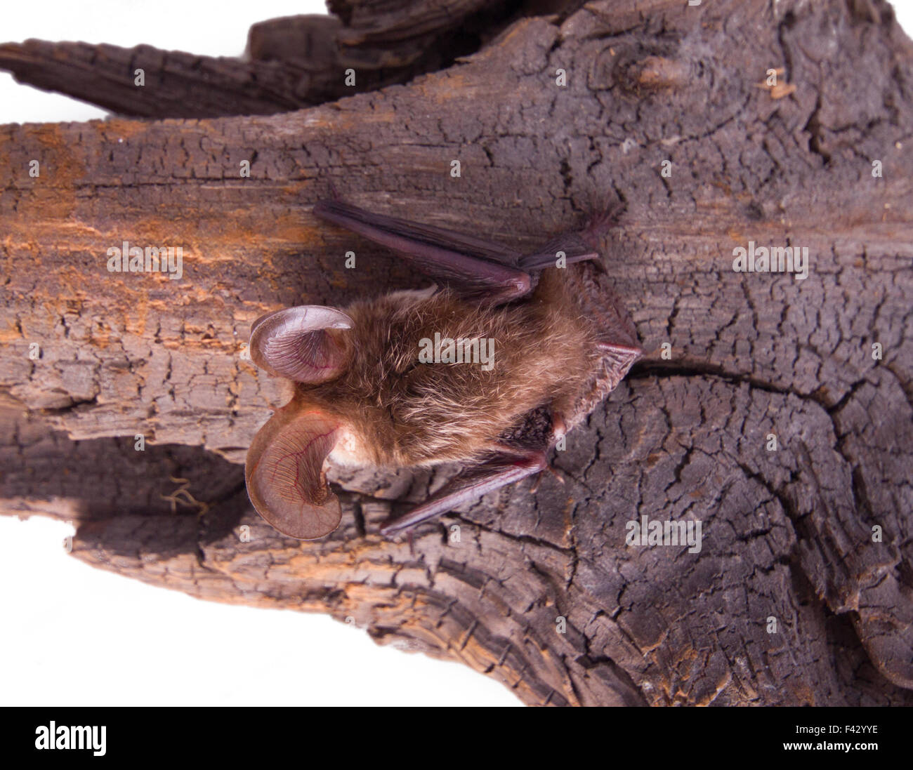 Long hibernation hi-res stock photography and images - Alamy