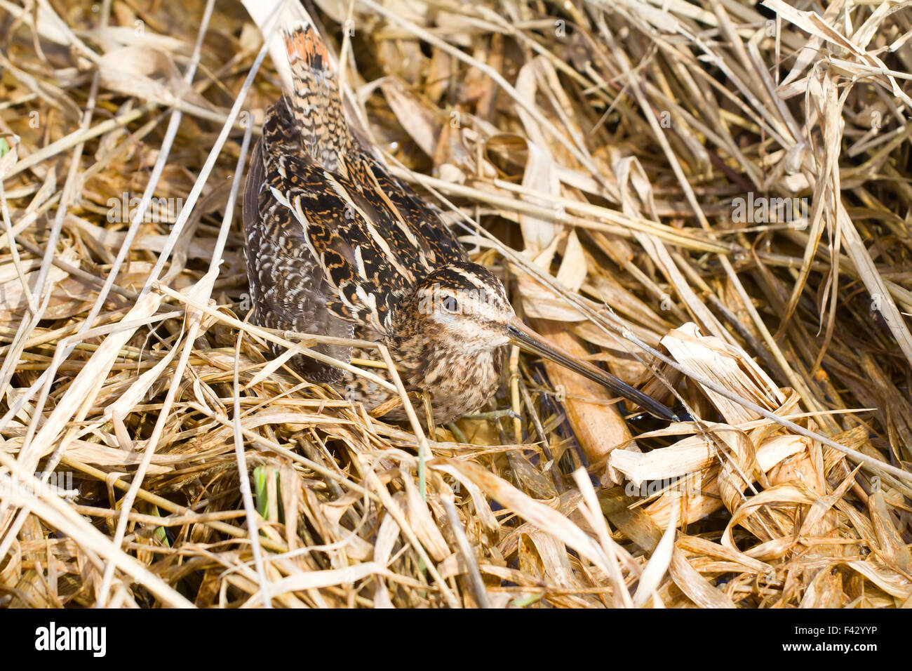 Snipe hunt hi-res stock photography and images - Alamy