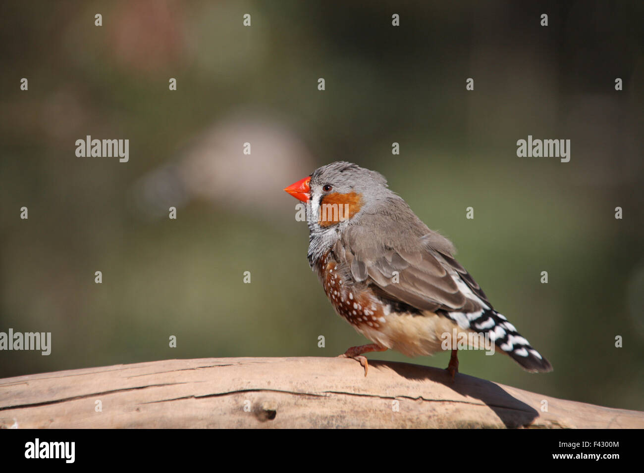 Zebra finch hi-res stock photography and images - Alamy