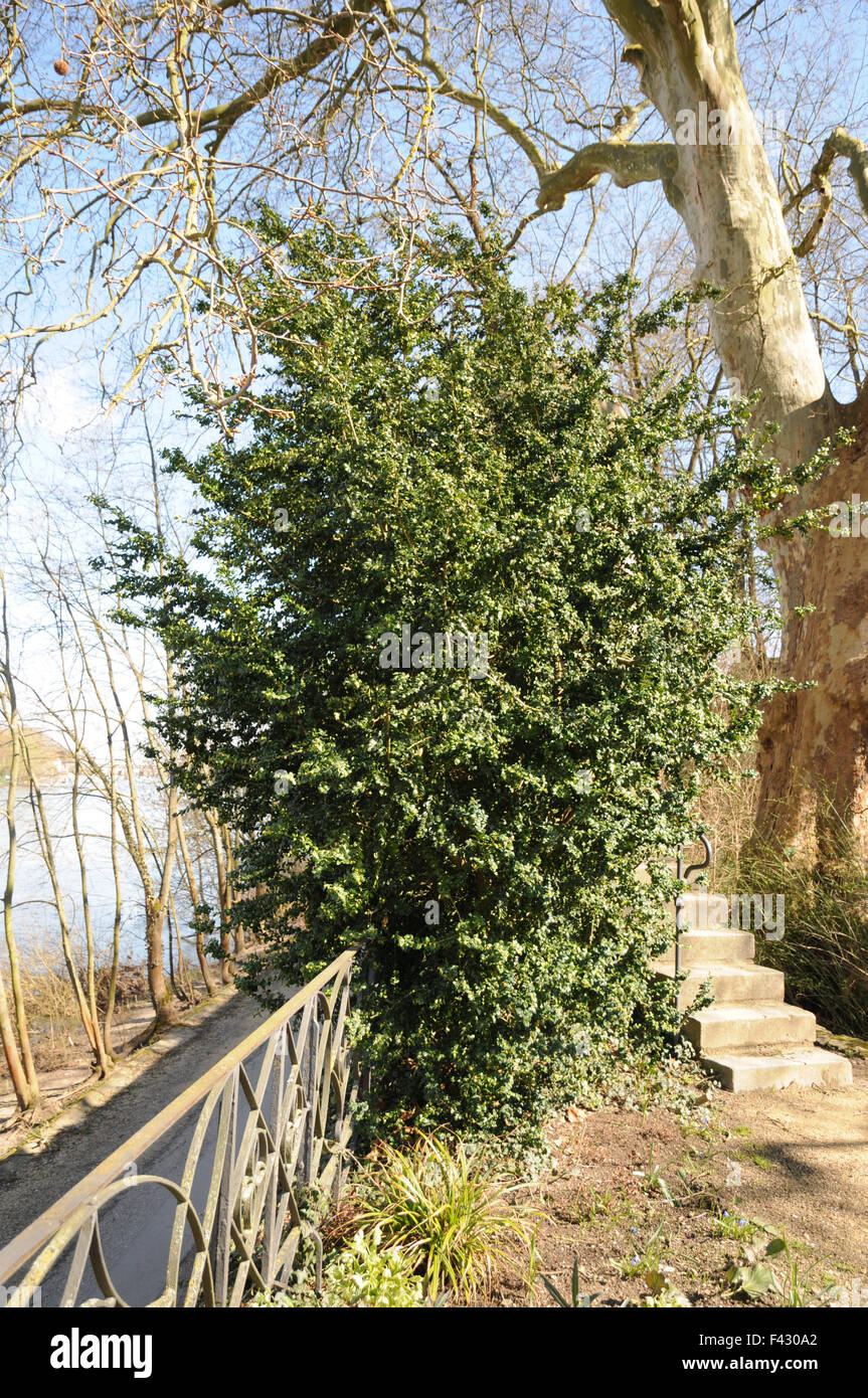 Box tree hi-res stock photography and images - Alamy