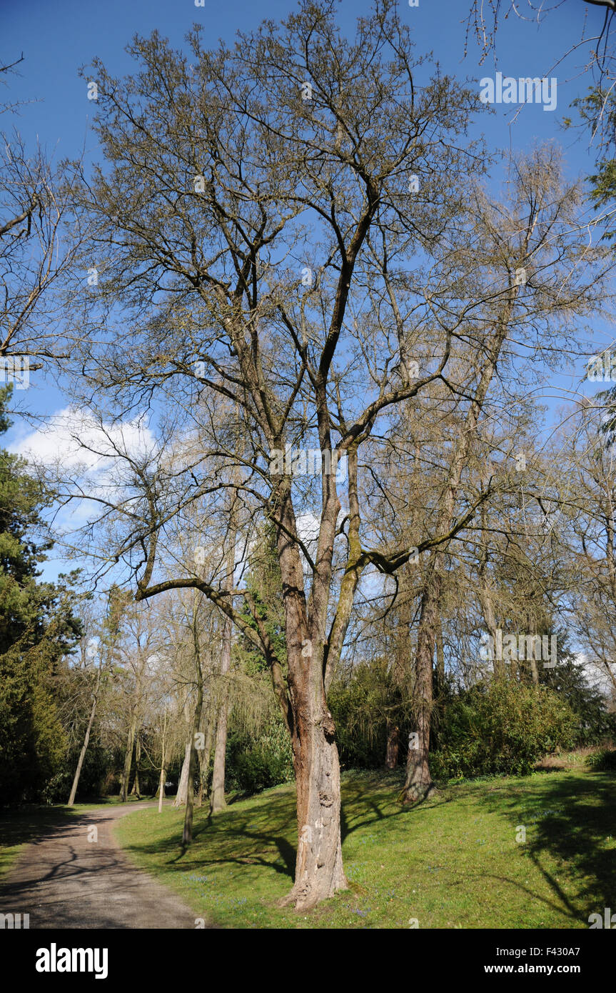 Field maple bark hi-res stock photography and images - Alamy