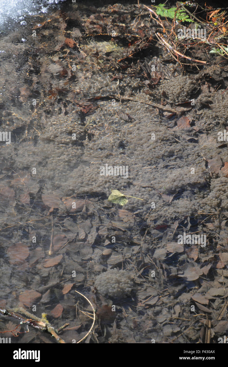 Frog spawns hi-res stock photography and images - Alamy