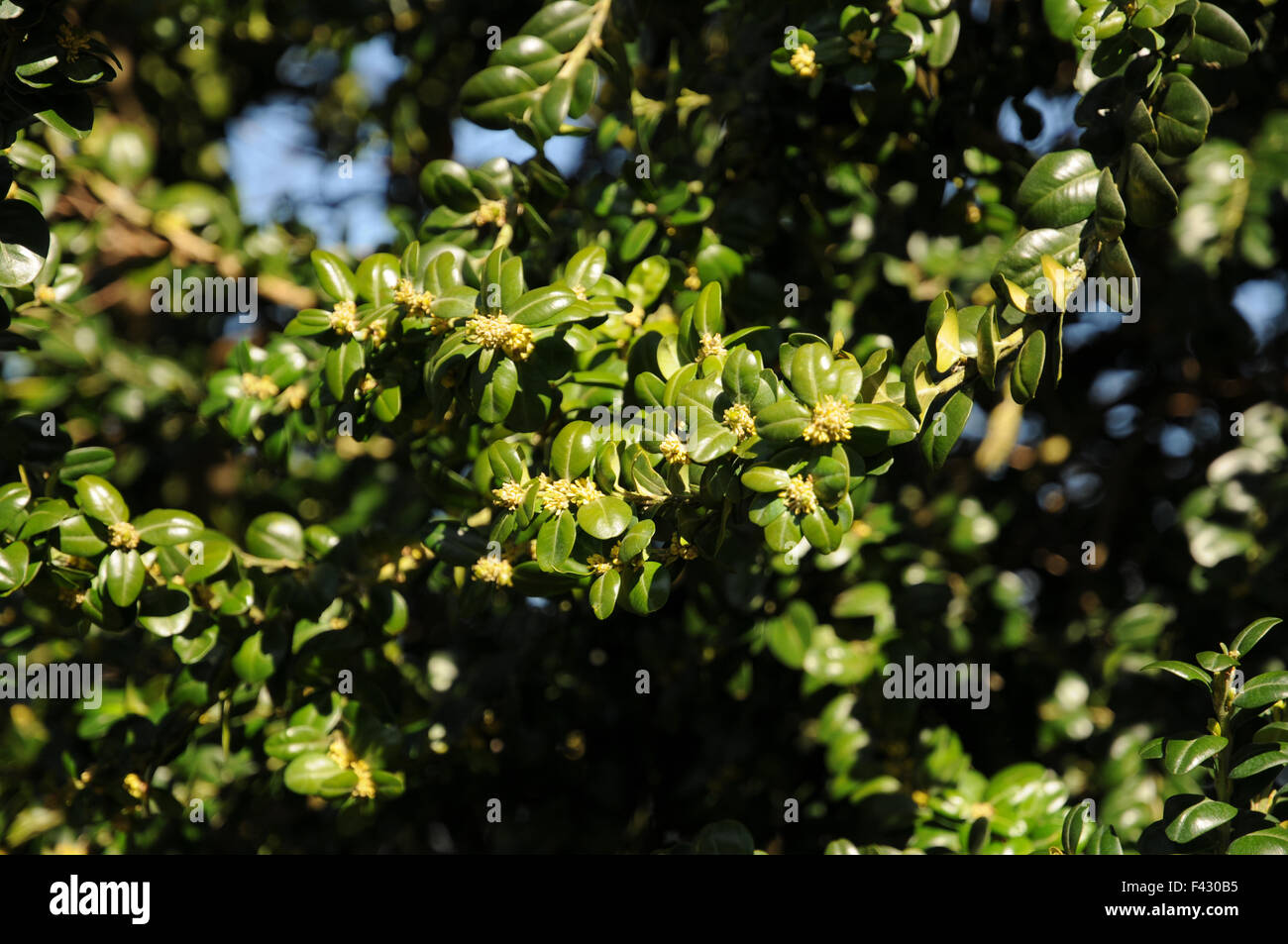 Box tree hi-res stock photography and images - Alamy