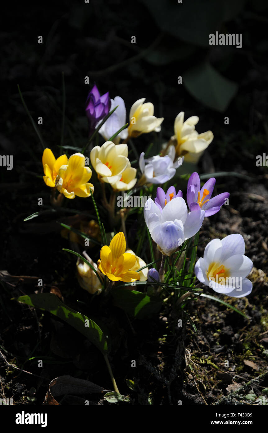Krokus hybride hi-res stock photography and images - Alamy