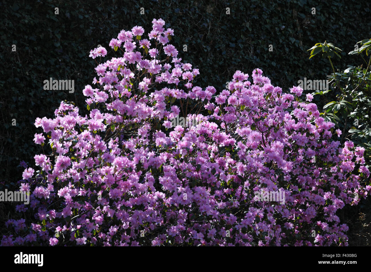 Rhododendron praecox hi-res stock photography and images - Alamy