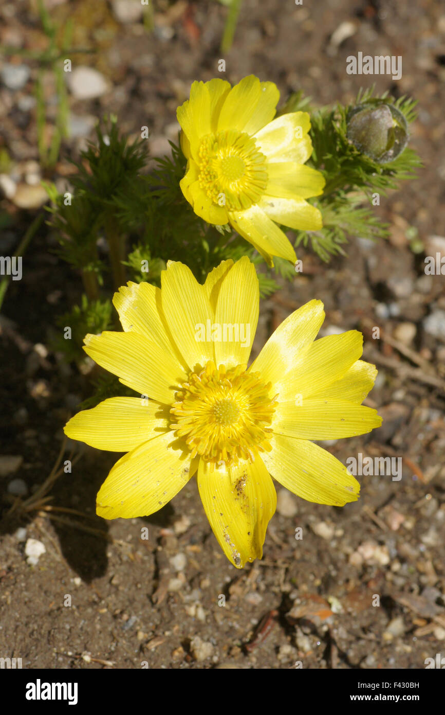 False hellebore hi-res stock photography and images - Alamy