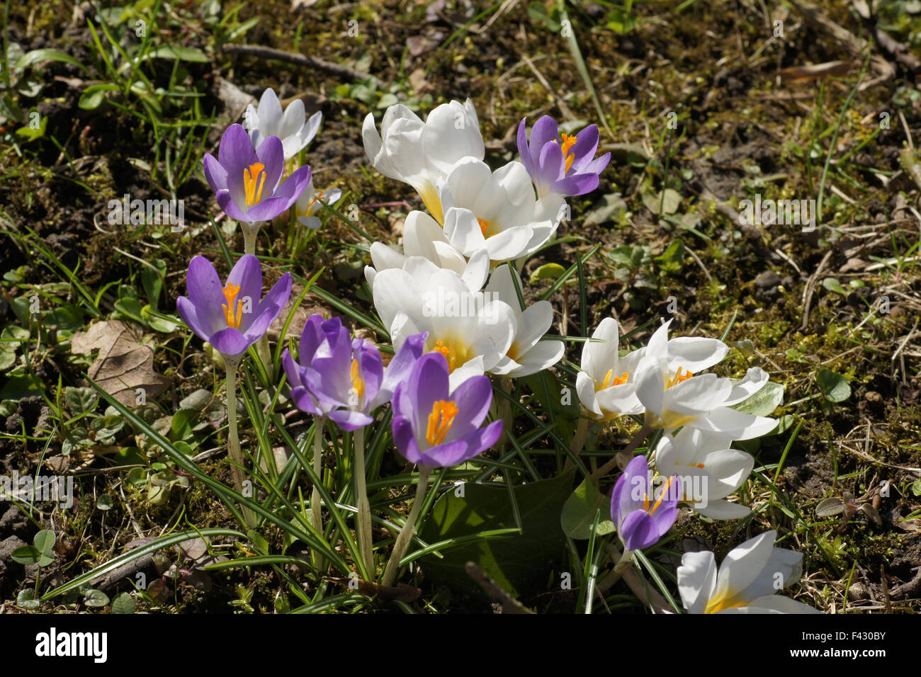 Krokus hybride hi-res stock photography and images - Alamy