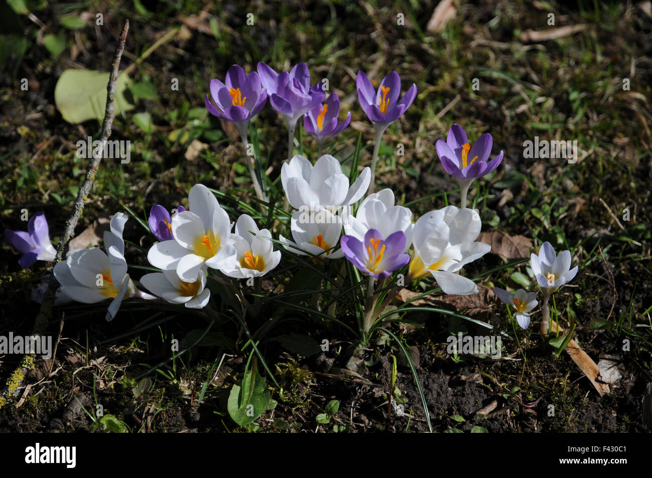 Crocus Hybride High Resolution Stock Photography and Images - Alamy