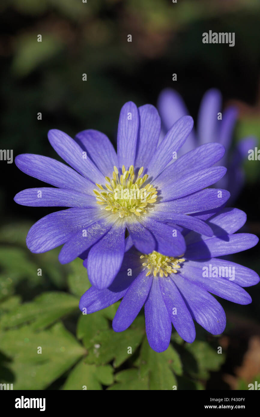 Greek windflowers hi-res stock photography and images - Alamy