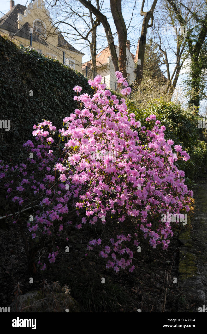 Early rhododendron hi-res stock photography and images - Alamy