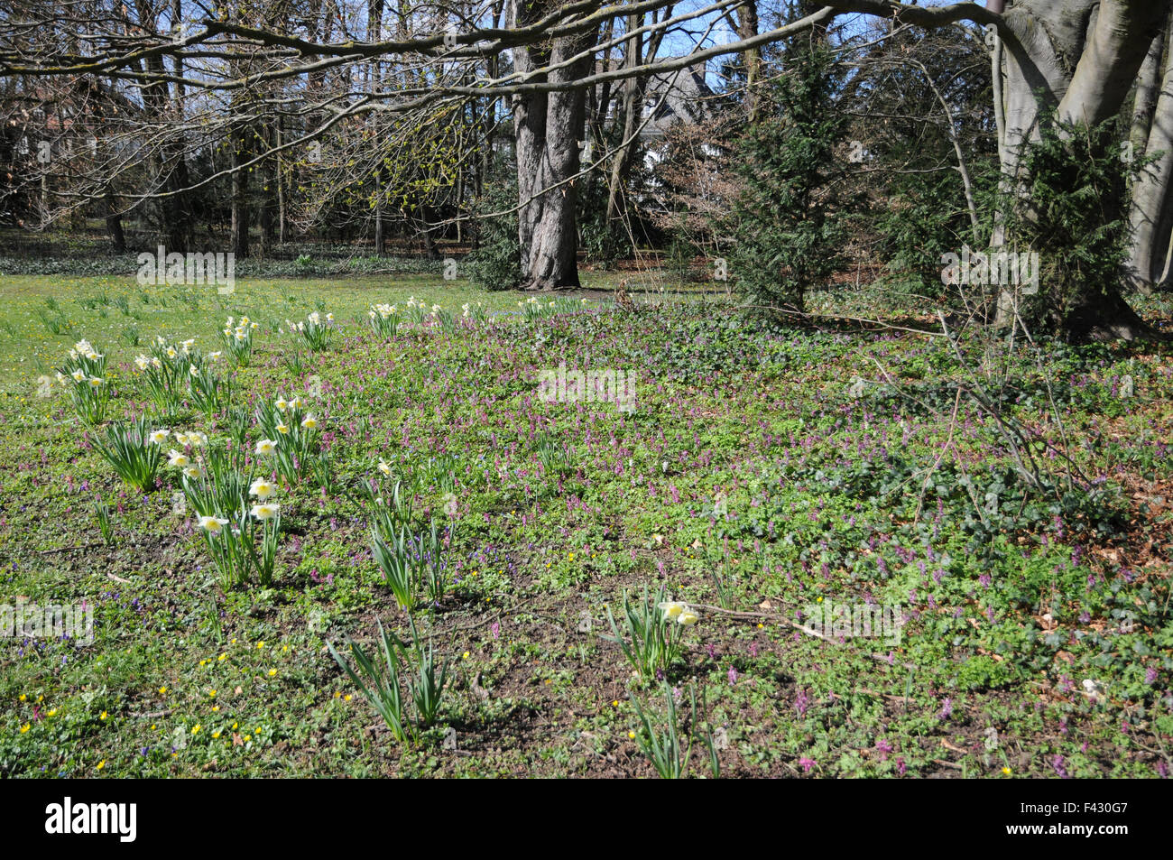 Hollowroots hi-res stock photography and images - Alamy