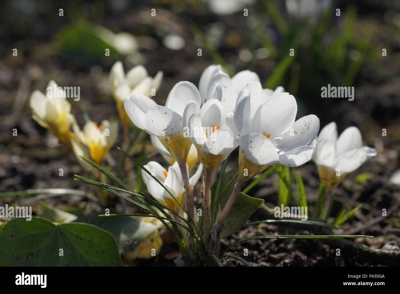 Krokus hybride hi-res stock photography and images - Alamy