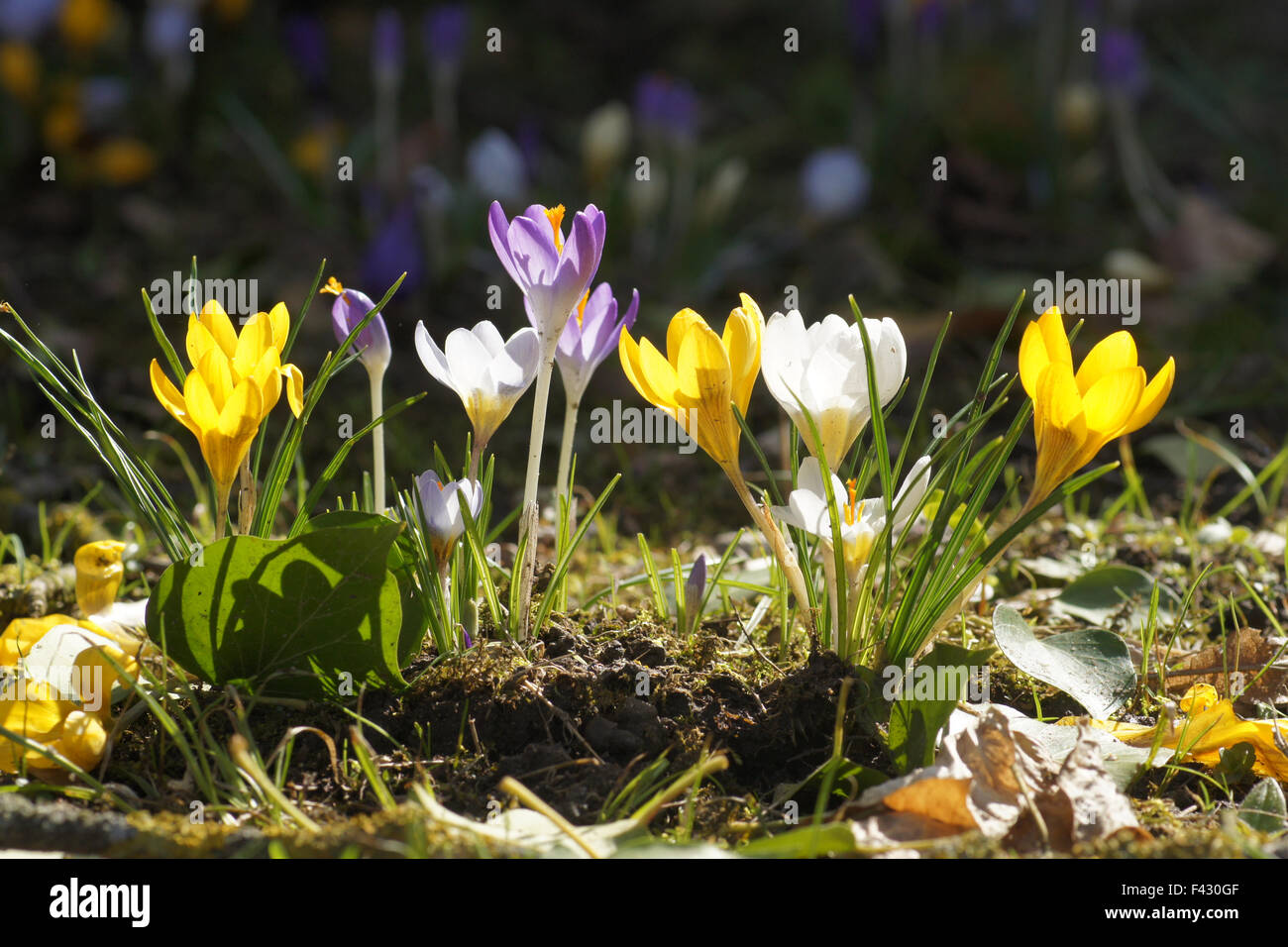 Crocus hybrid hi-res stock photography and images - Alamy