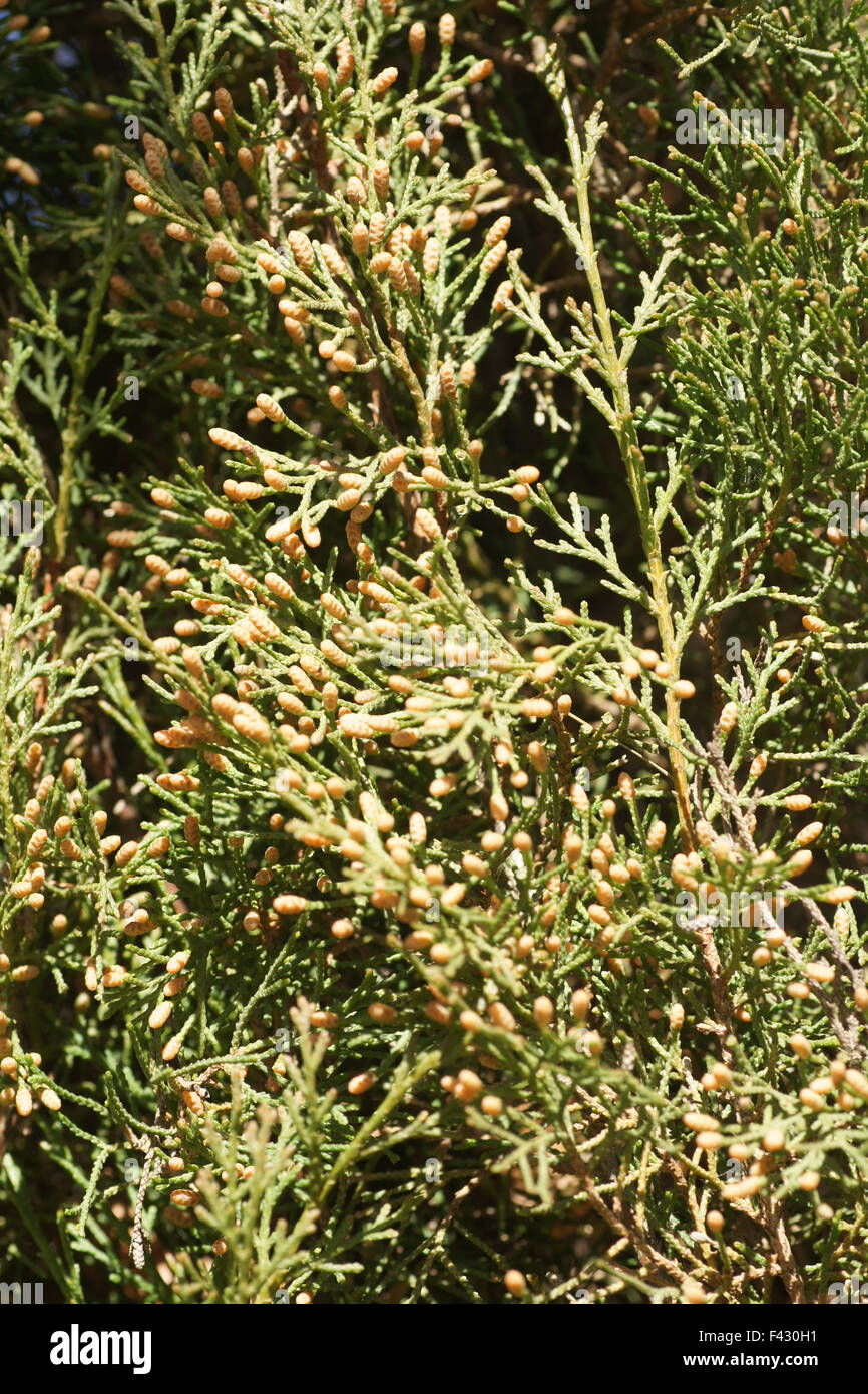 Cupressus sempervirens italian cypress cones hi-res stock photography ...