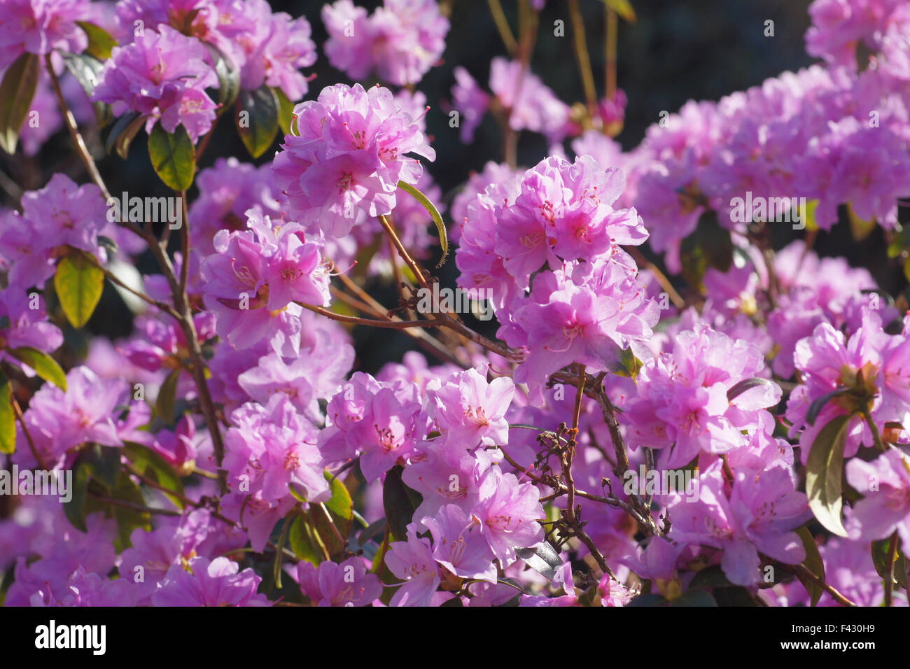 Rhododendron praecox hi-res stock photography and images - Alamy