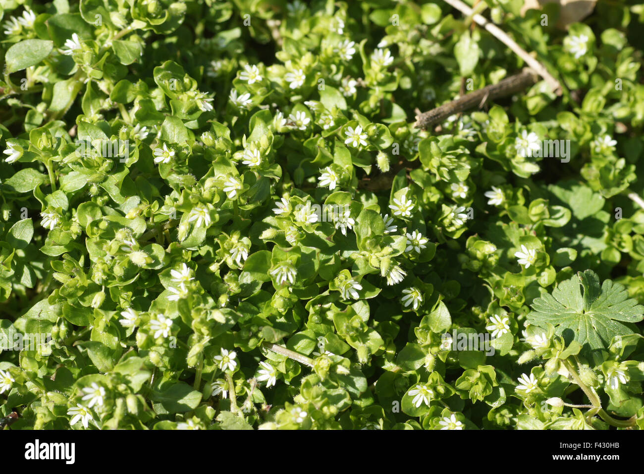 Chickenword High Resolution Stock Photography and Images - Alamy