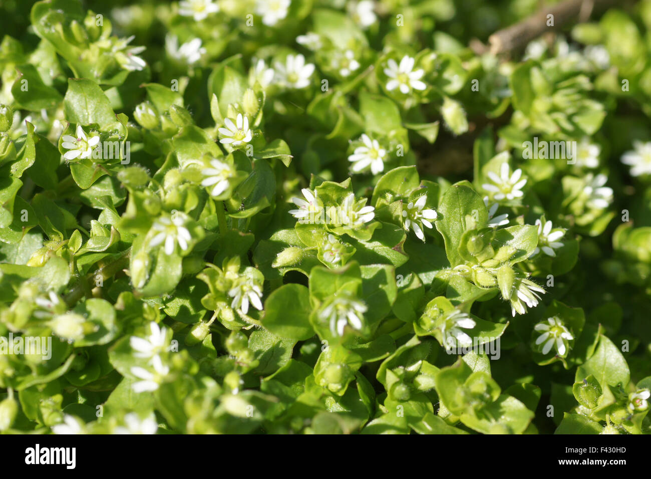 Chickenw hi-res stock photography and images - Alamy