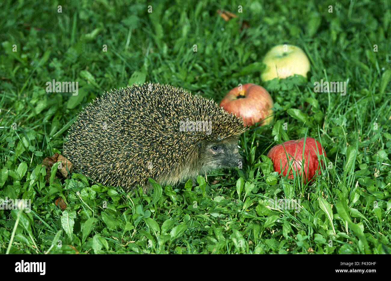 hedgehog between apples Stock Photo - Alamy