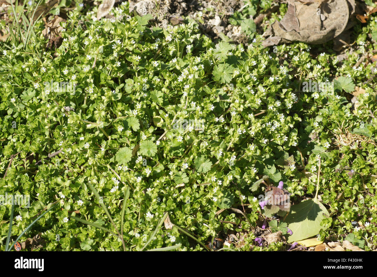 Chickenword hi-res stock photography and images - Alamy