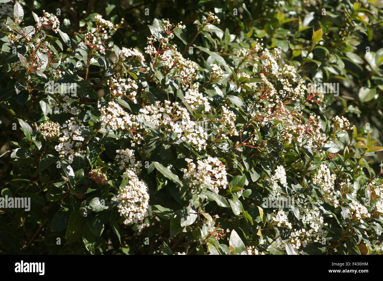 Lau Flower High Resolution Stock Photography and Images - Alamy