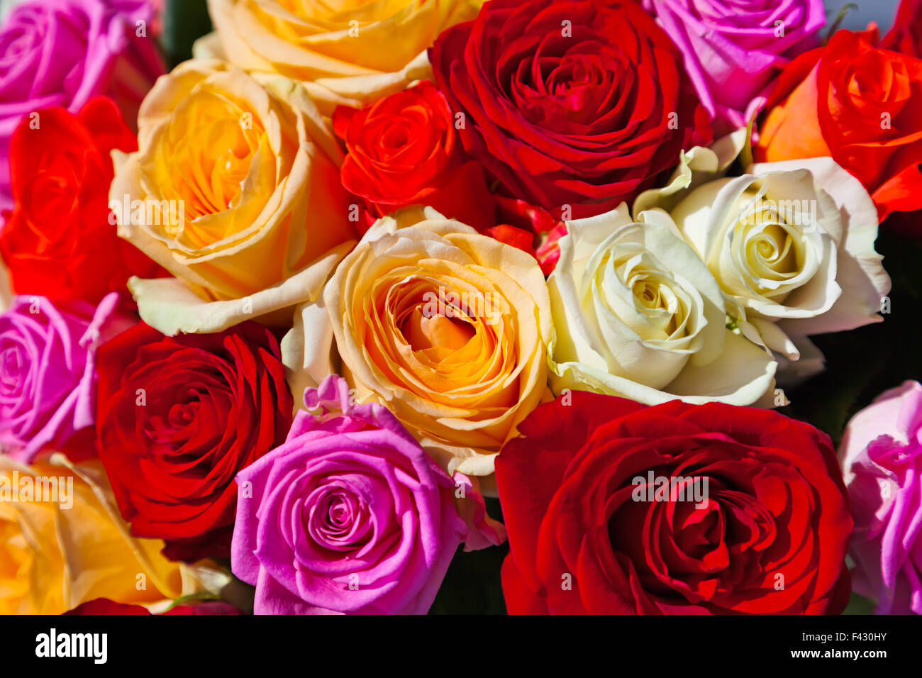 Multicolored roses background Stock Photo - Alamy