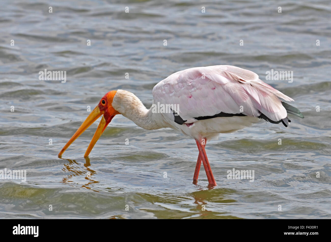 Yellow Billed Stork Stock Photo - Alamy