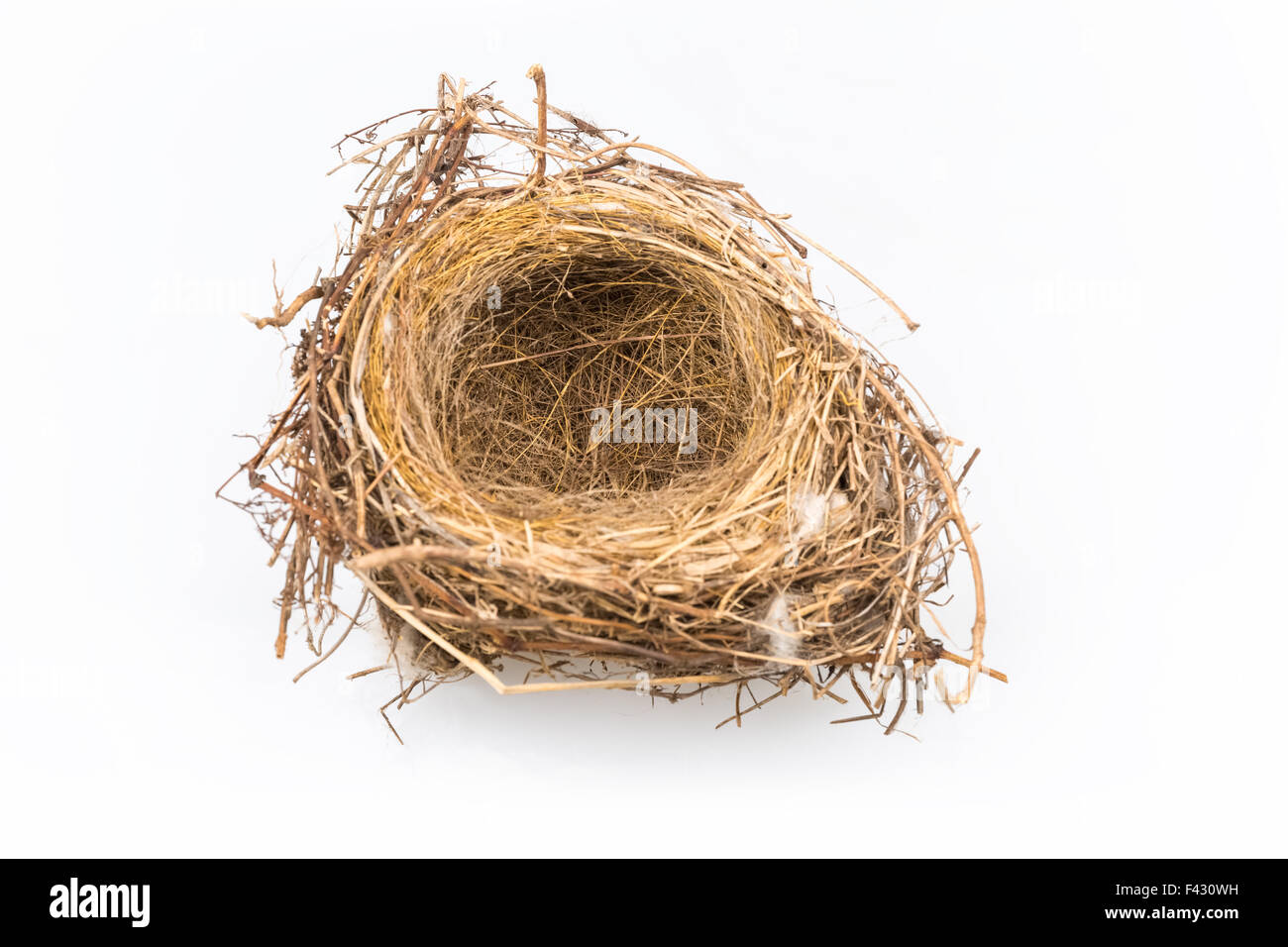 Real nest hi-res stock photography and images - Alamy