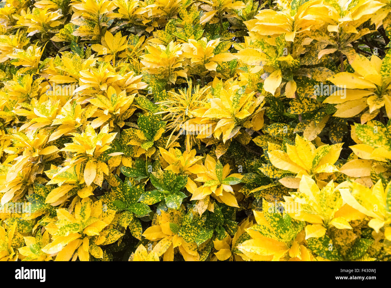 Variegated garden croton hi-res stock photography and images - Alamy