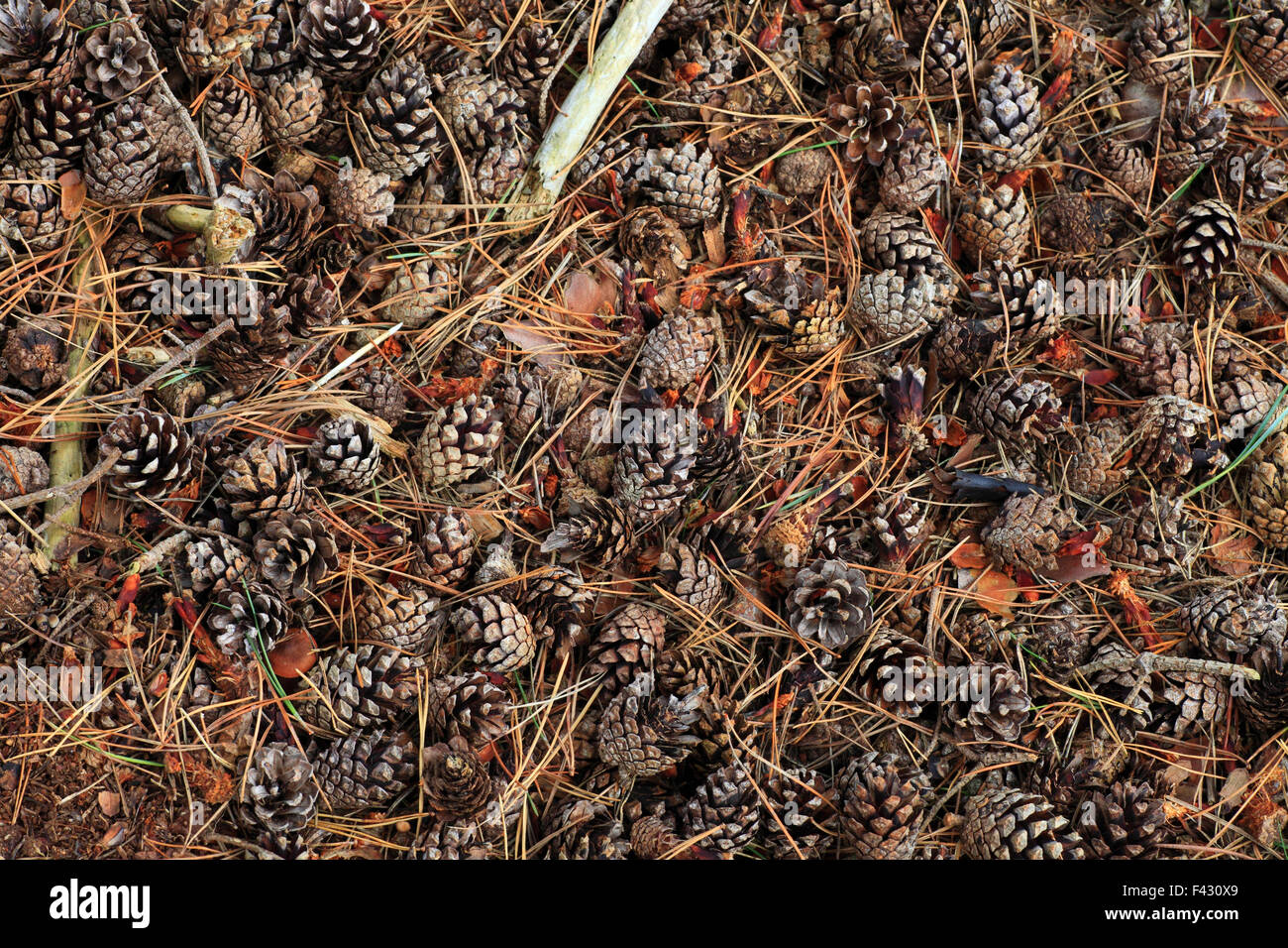 Fir pine needles hi-res stock photography and images - Alamy