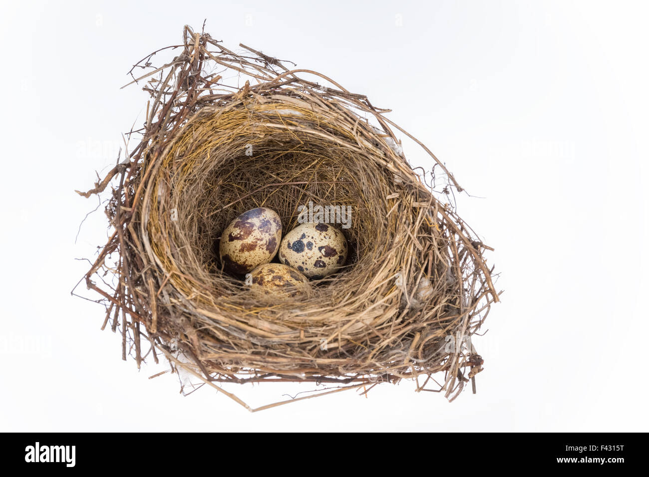 Natural bird nest hi-res stock photography and images - Alamy