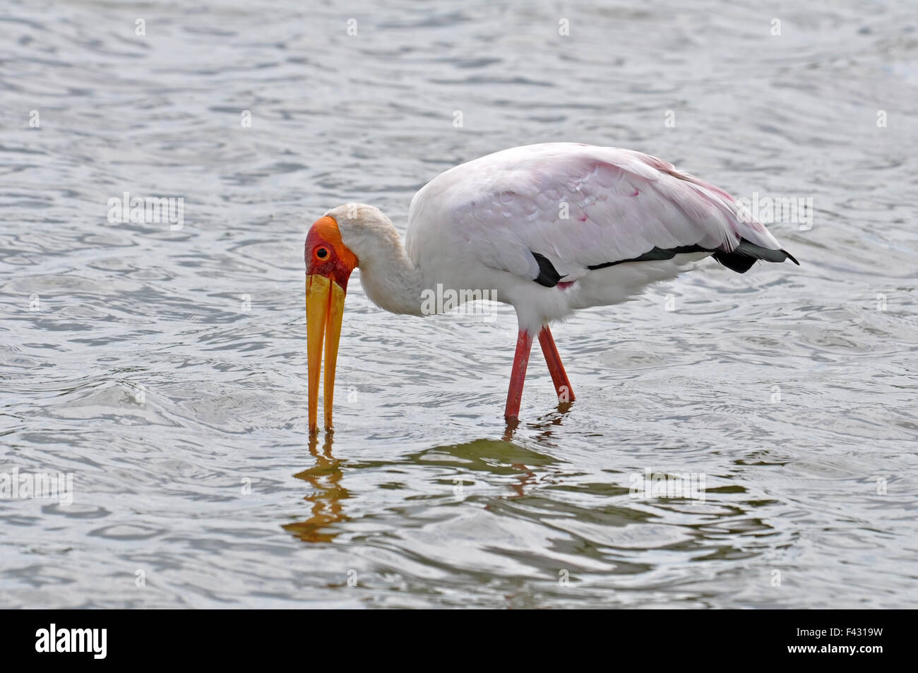 Yellow Billed Stork Stock Photo - Alamy