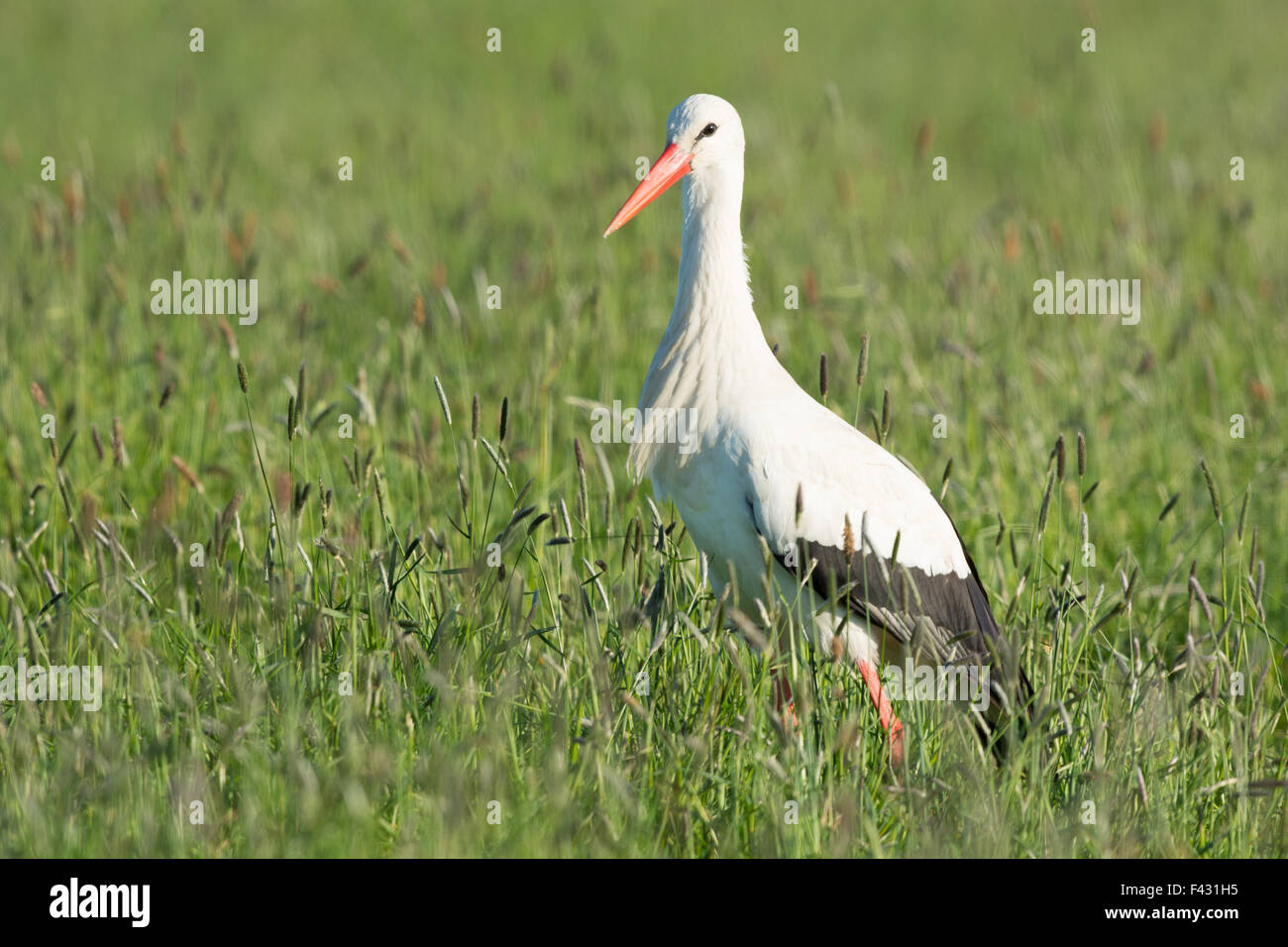 Portrait single stork standing in grass in the Dutch Eempolder Stock ...
