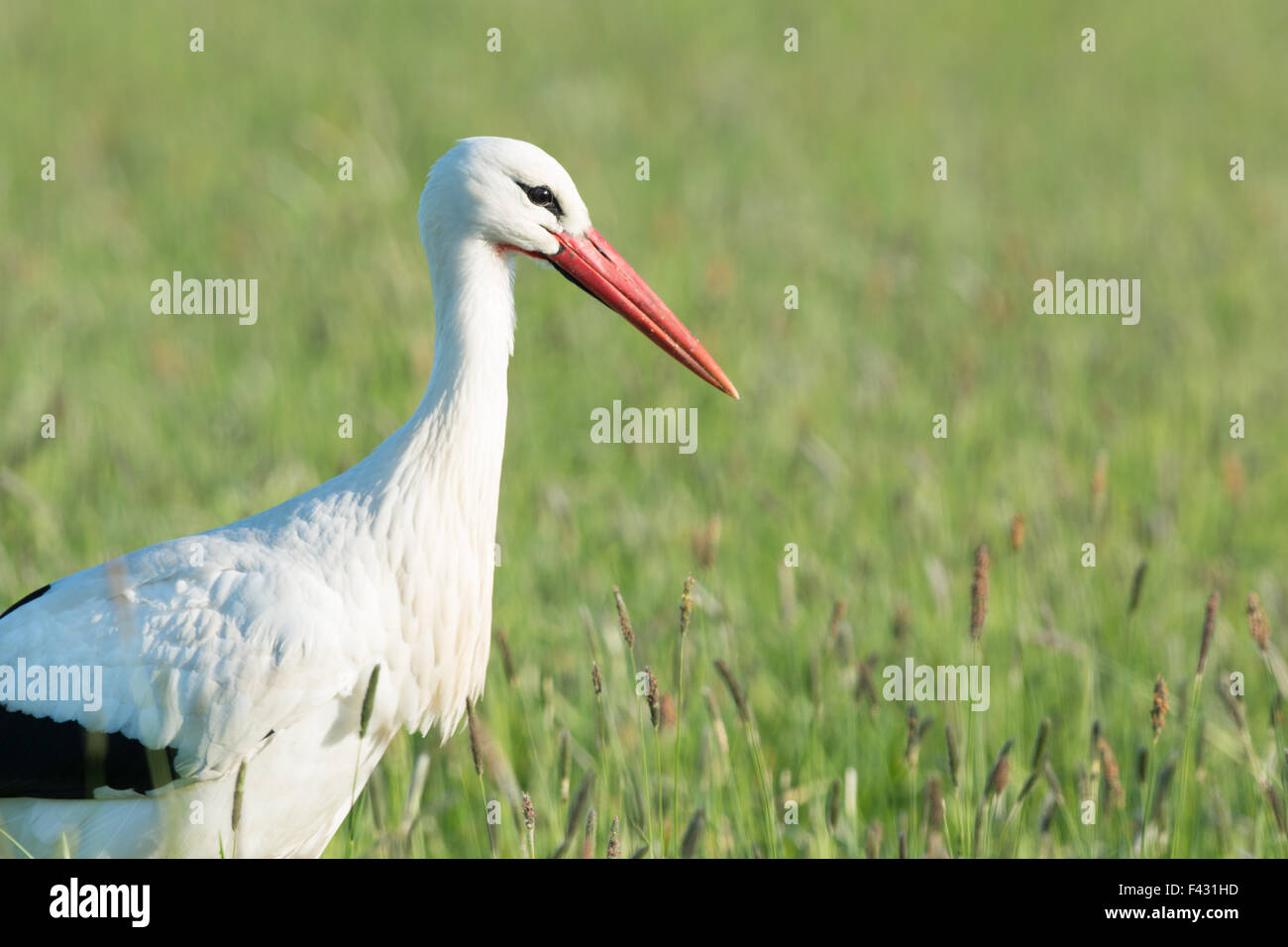Portrait single stork standing in grass in the Dutch Eempolder Stock ...