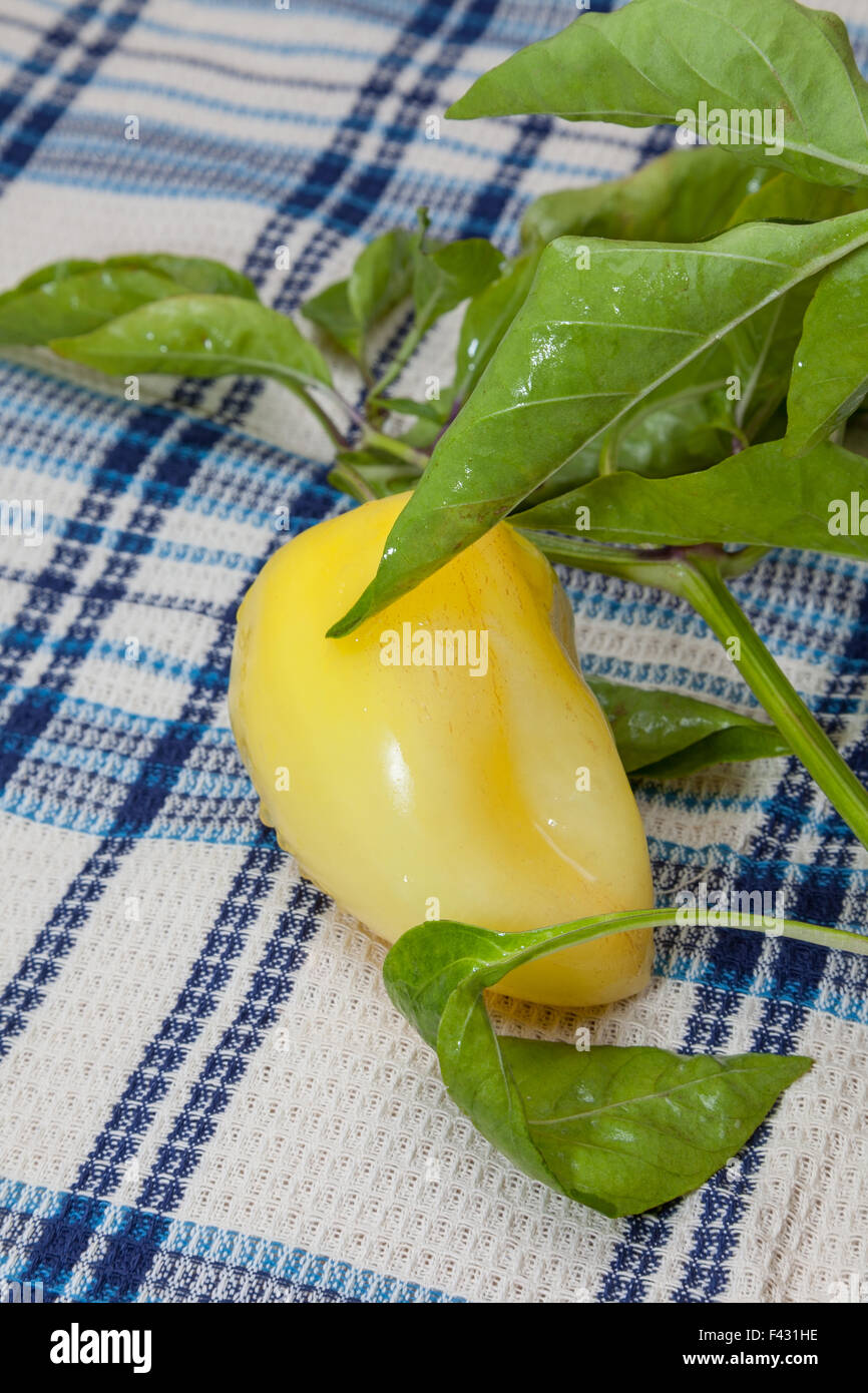 Kitchen paprika hi-res stock photography and images - Alamy