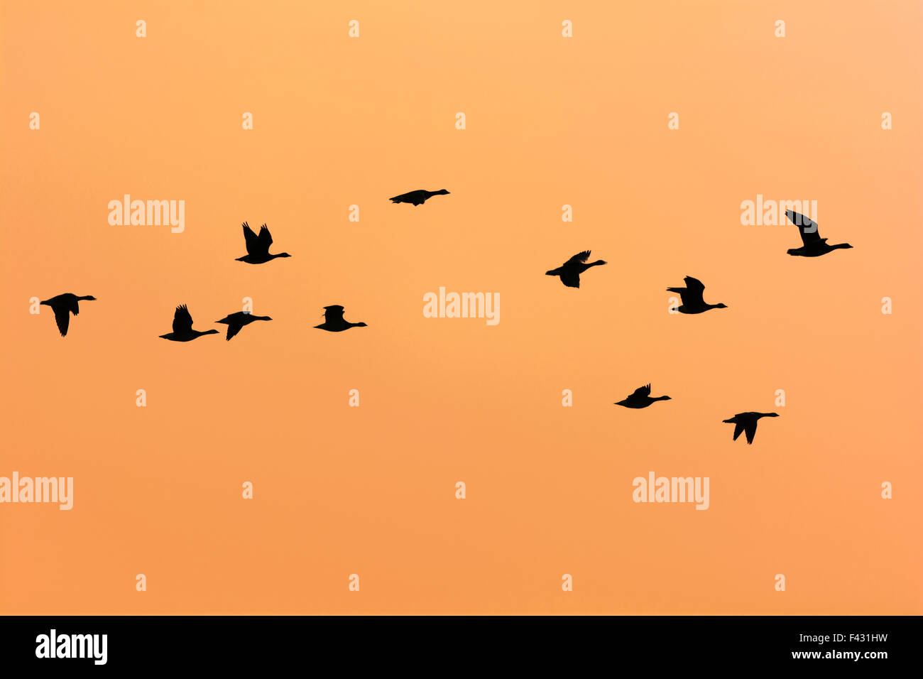 Geese flying sunset hi-res stock photography and images - Alamy