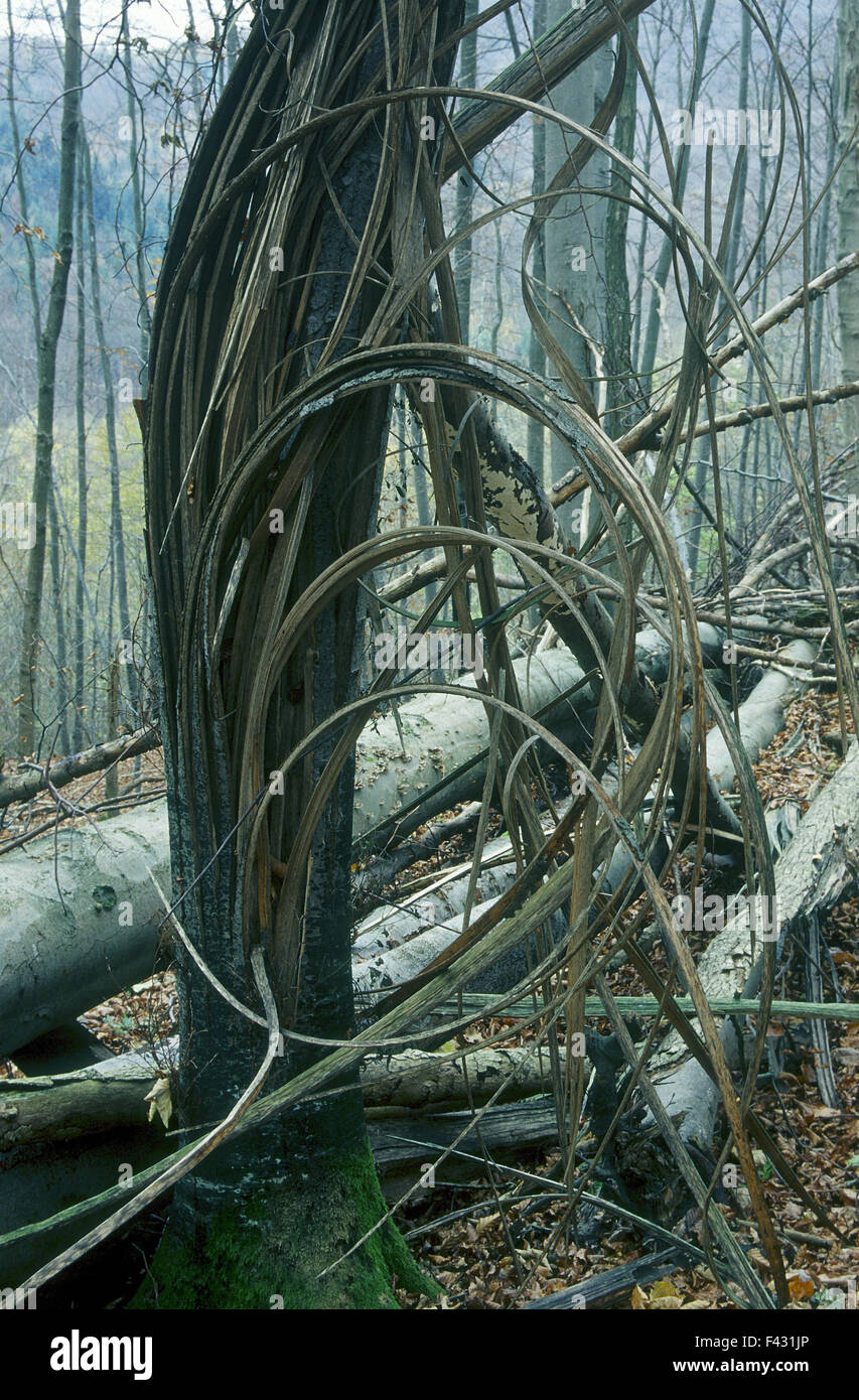 Wood splinter hi-res stock photography and images - Alamy