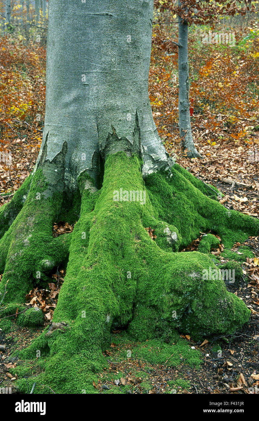 Veertikal format hi-res stock photography and images - Alamy