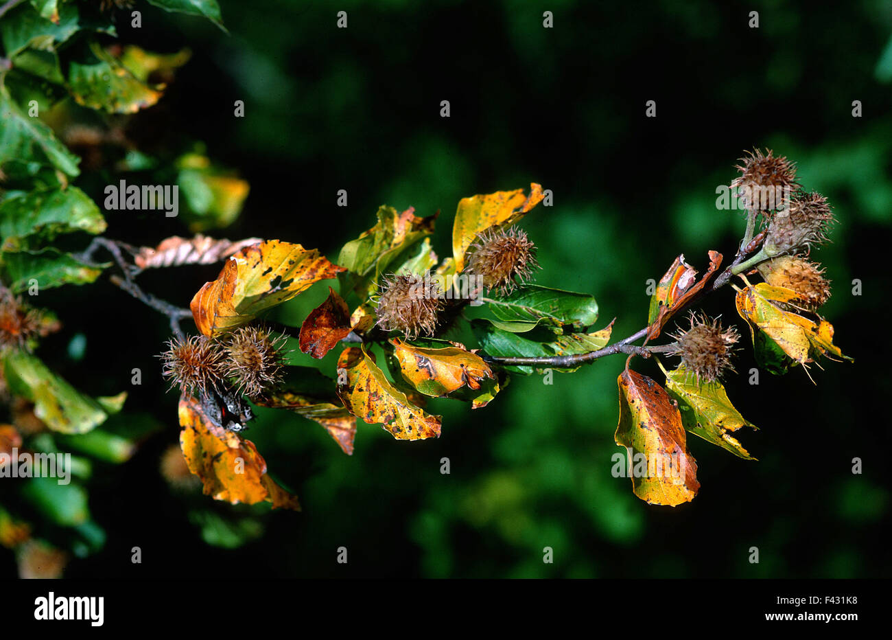 Beechnut tree hi-res stock photography and images - Alamy