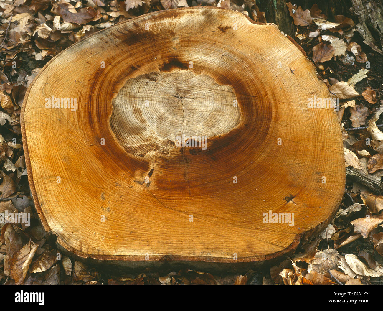 Deciduous tree stump hi-res stock photography and images - Alamy