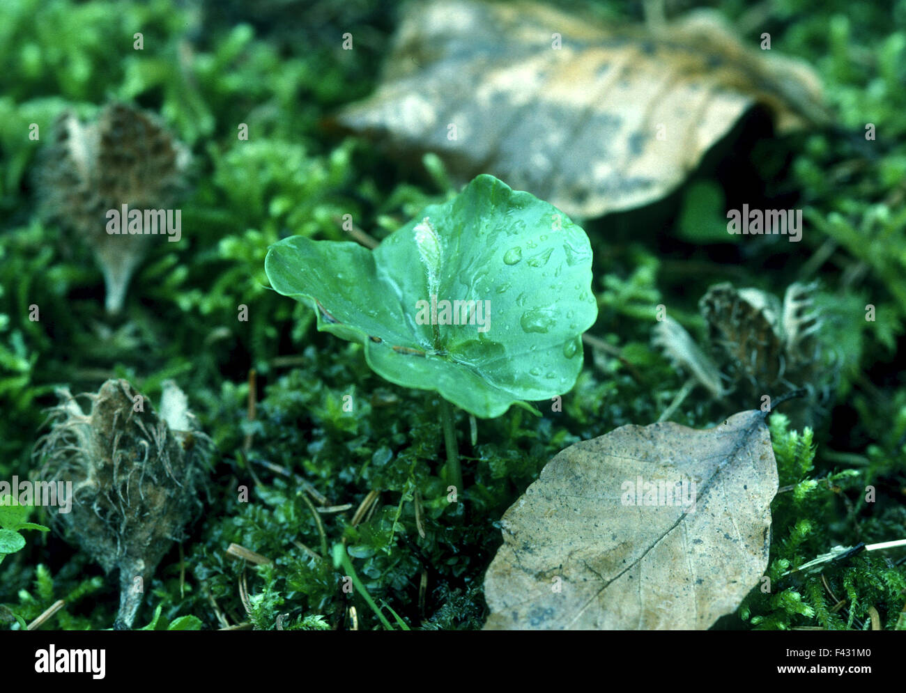 germinate; sprout; beech; tree Stock Photo - Alamy