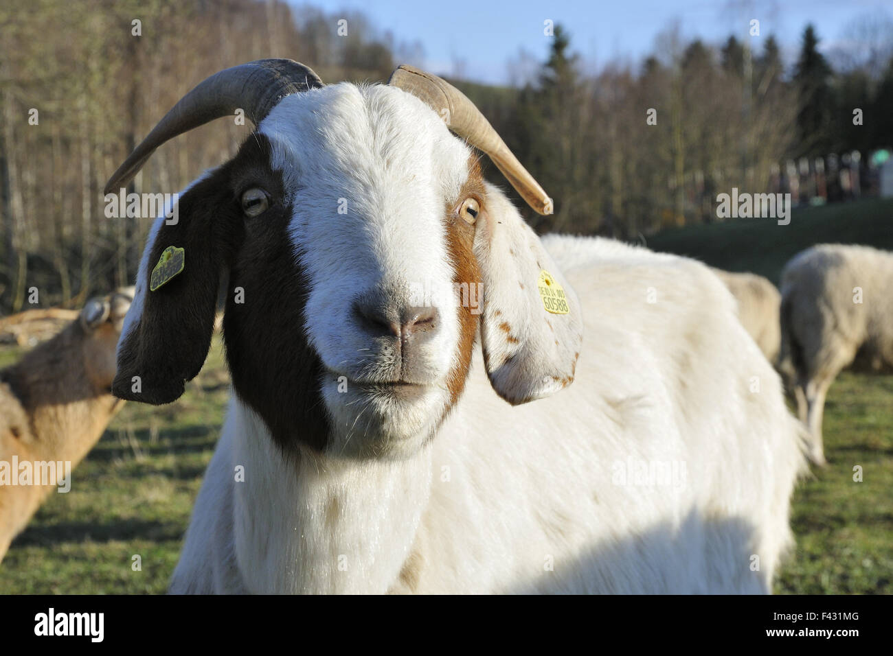 Boer goat hi-res stock photography and images - Alamy