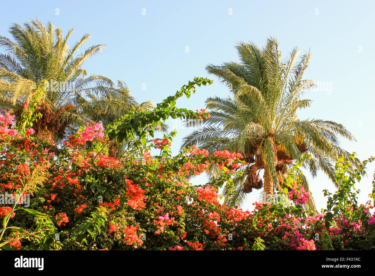 Tender trees hi-res stock photography and images - Alamy