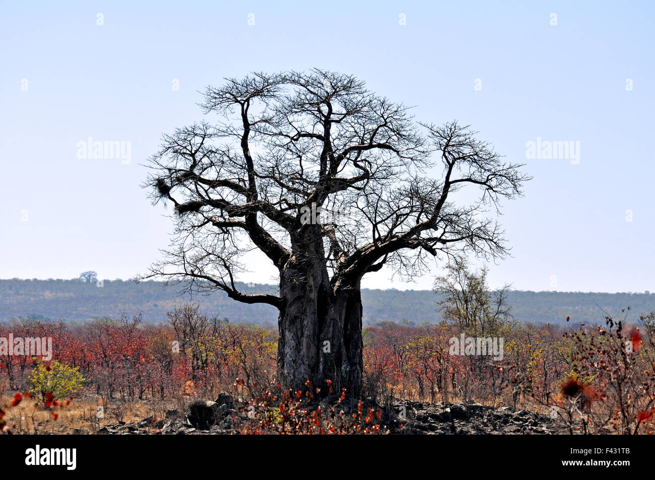 Mopani tree hi-res stock photography and images - Alamy