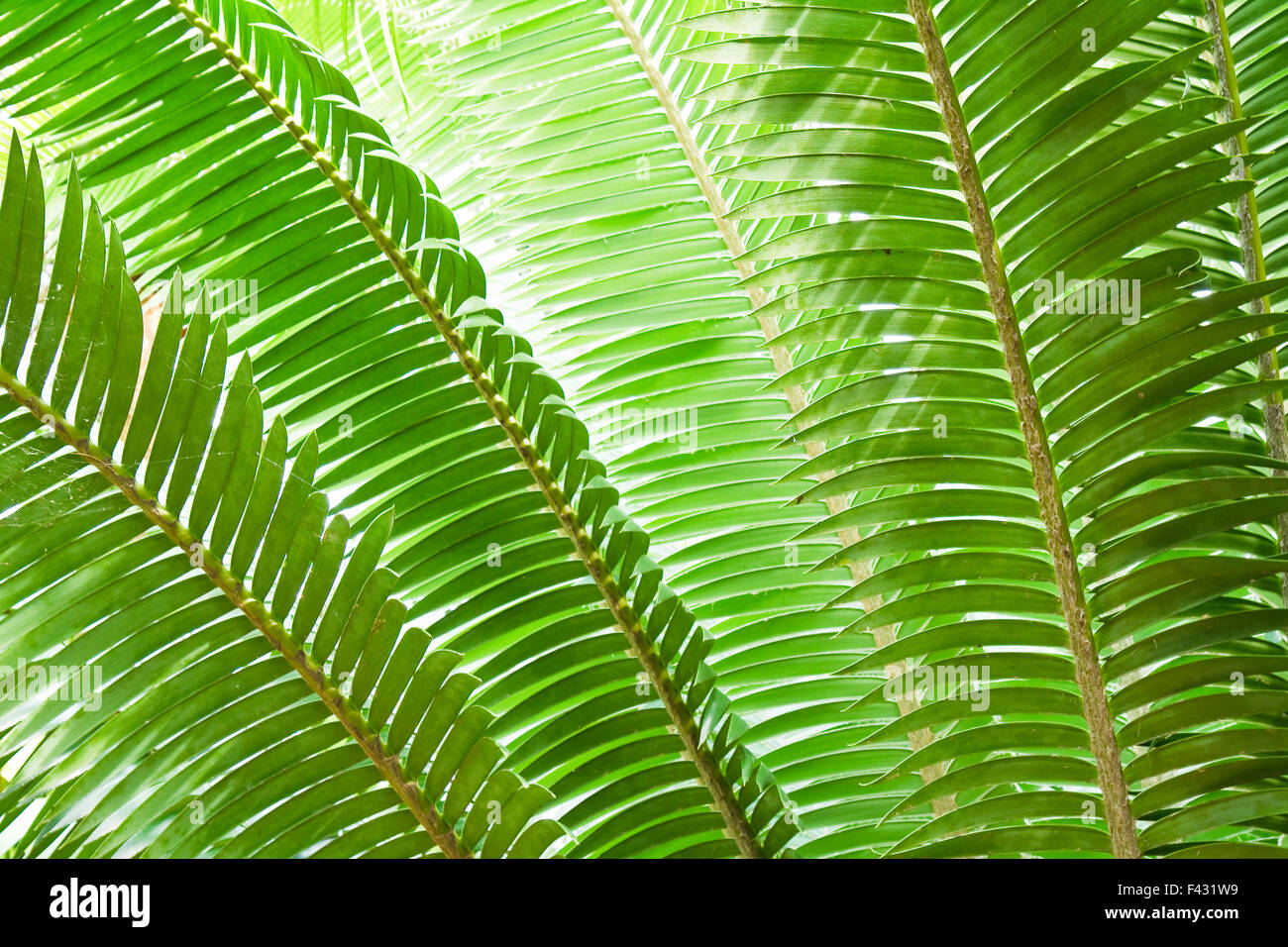 Palm branches and leaf hi-res stock photography and images - Alamy