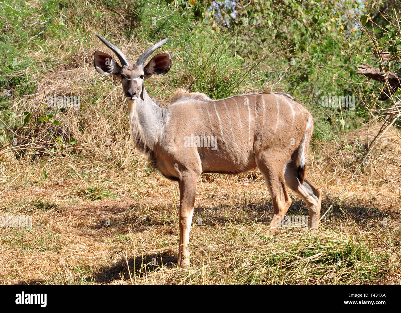 Antelope kudu hi-res stock photography and images - Alamy