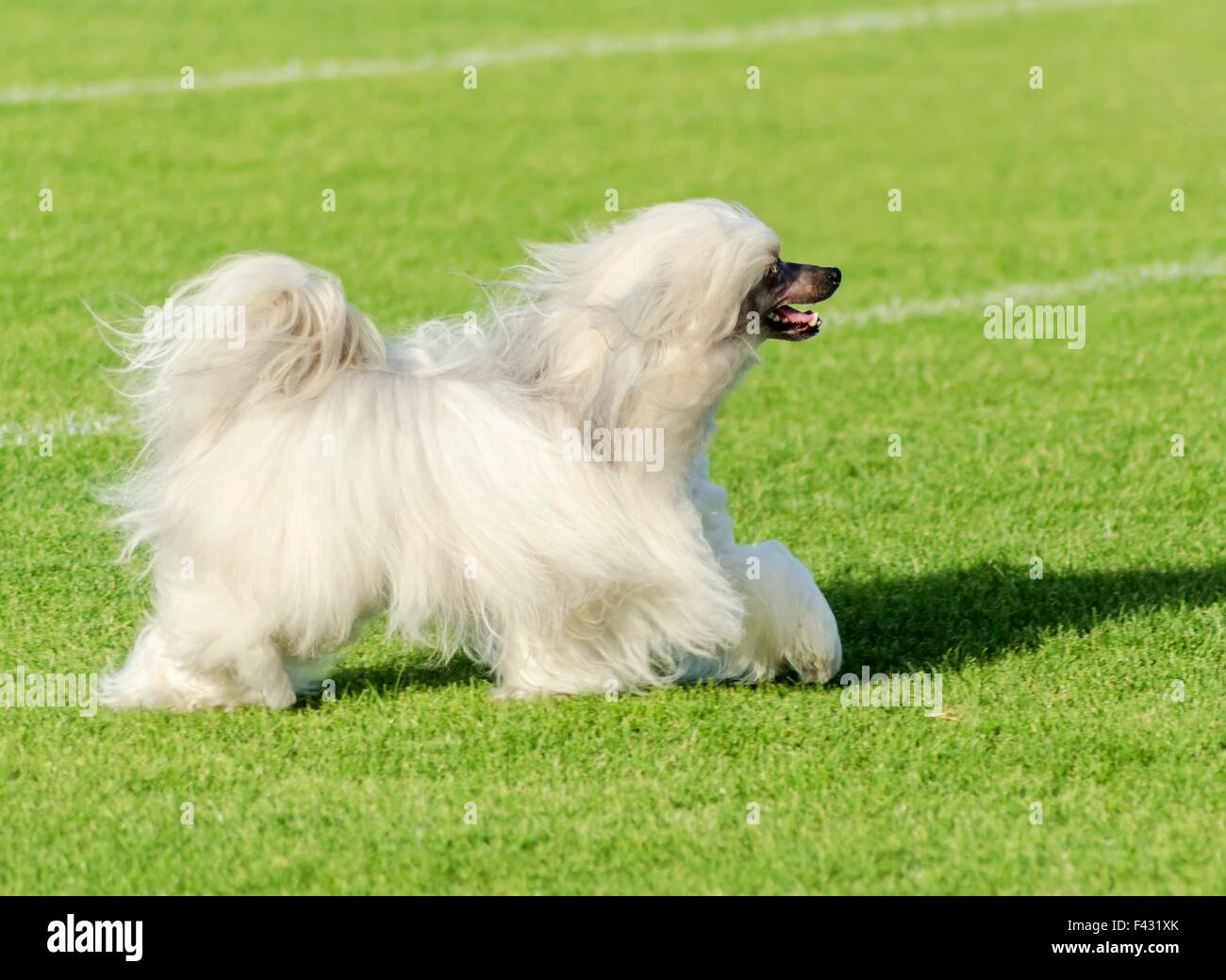 Chinese crested powder puff hi-res stock photography and images - Alamy