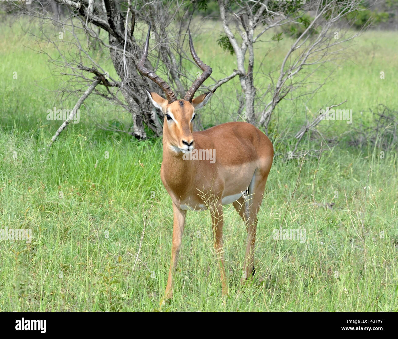 Africa Wildlife: Impala Stock Photo - Alamy